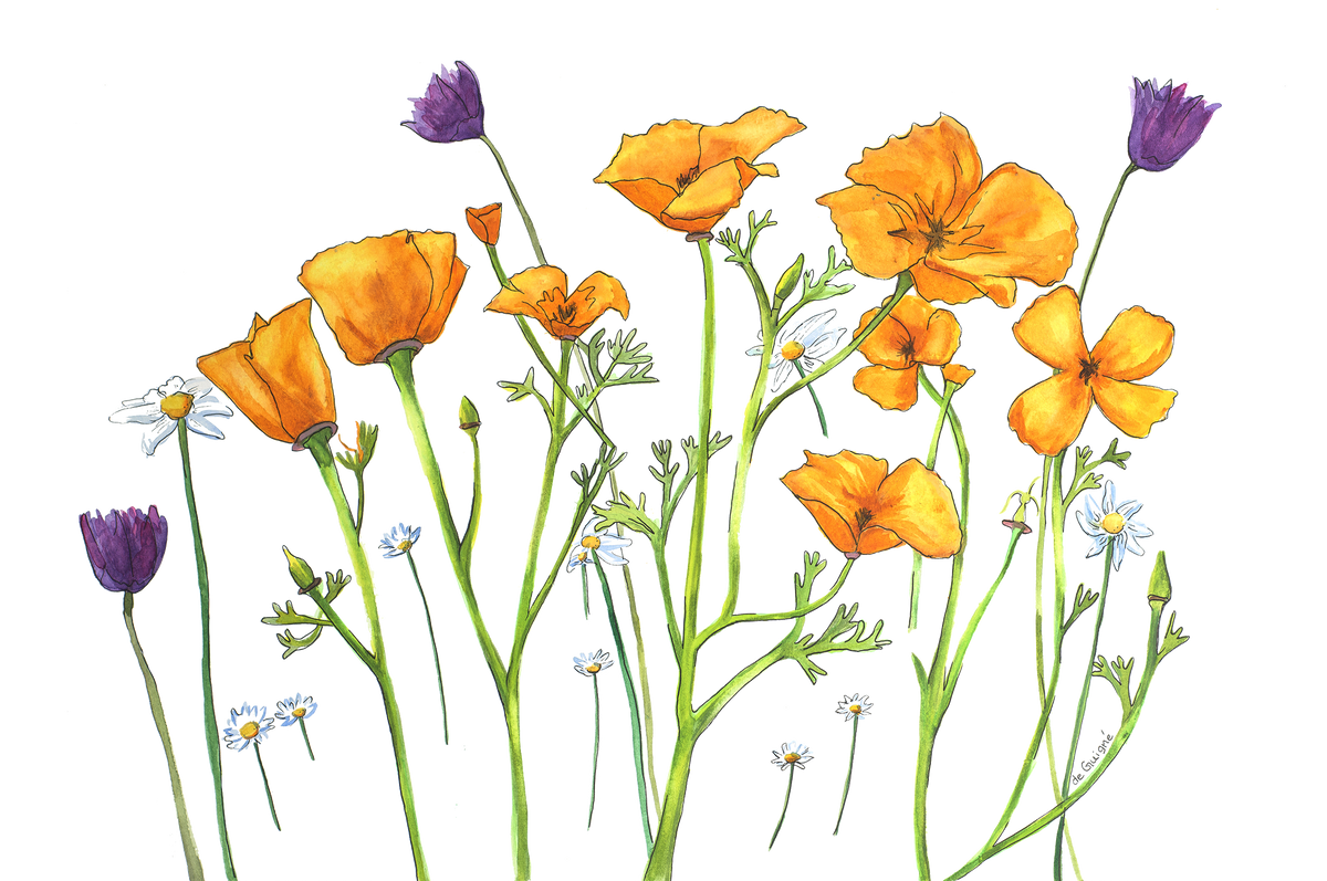 California Poppies Drawing